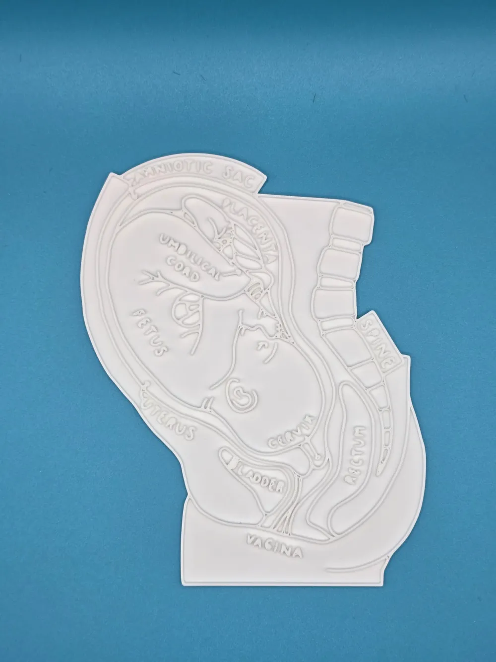 Baby Mother Womb Anatomy Coloring Craft Education by Merilno3D ...