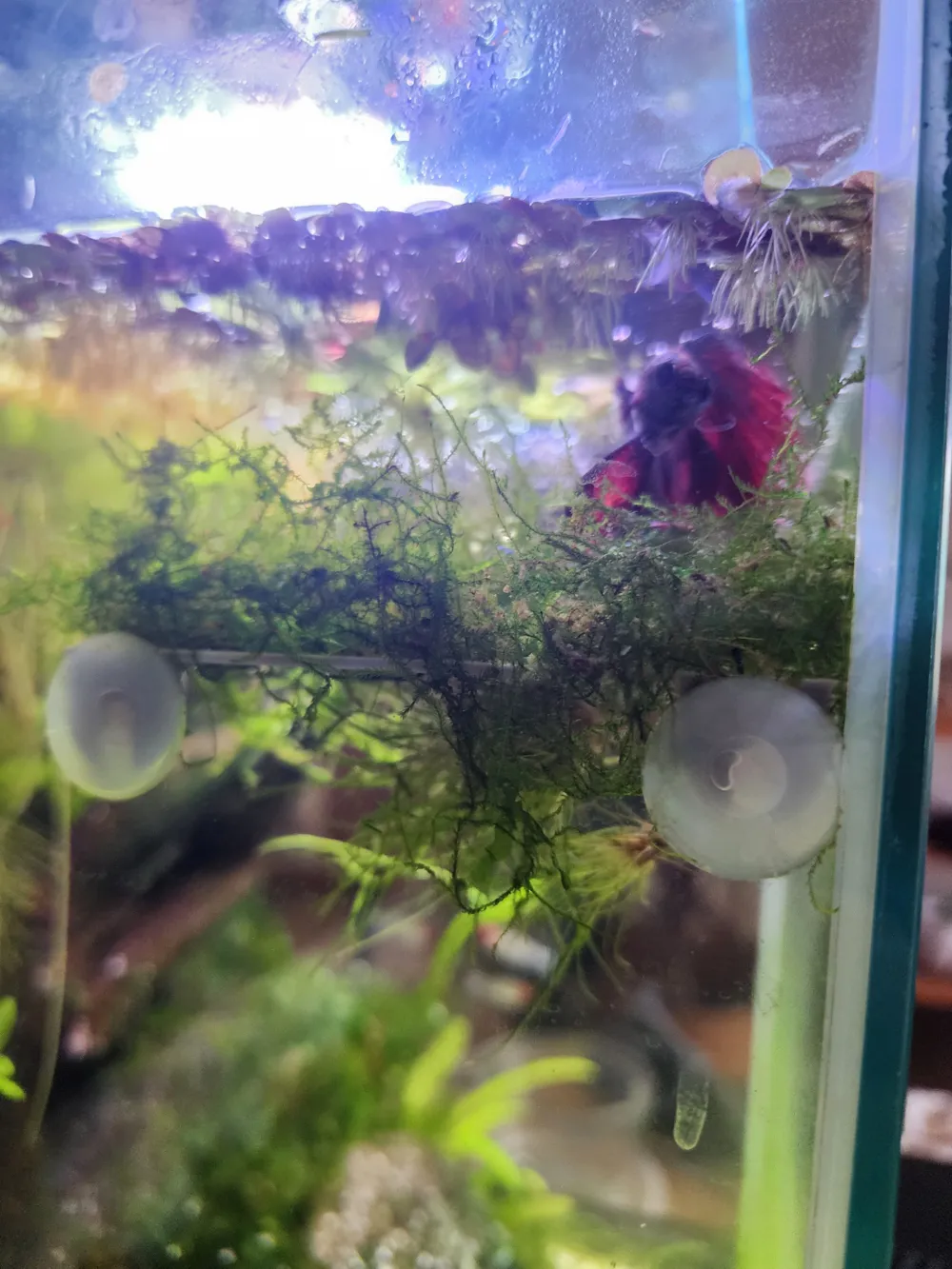 Linking Moss Shelf by GravyRobber MakerWorld: Download Free 3D Models