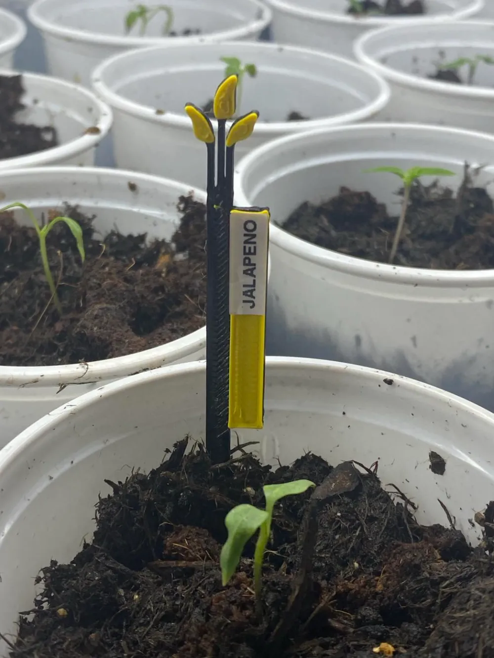 Plant tags / Chilli Tags by Dyozcz - MakerWorld