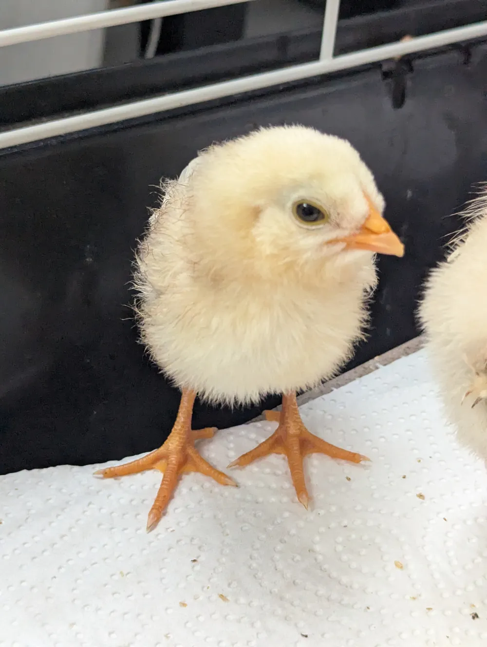 Prosthesis for curled chick toes by Gollwi MakerWorld: Download Free 3D ...