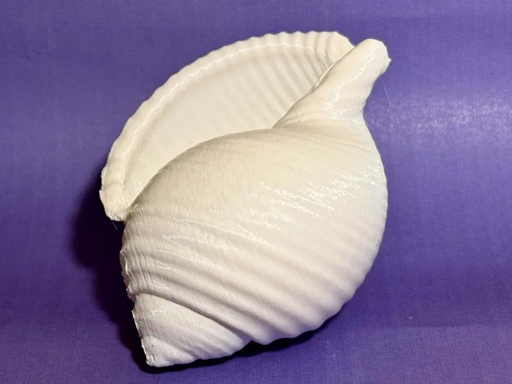 Shell #01 - Muschel - scanned by cforms MakerWorld: Download Free 3D Models