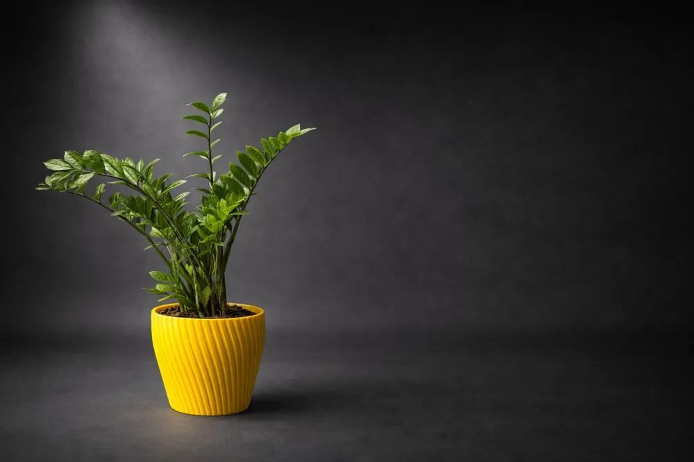 Simple Flower - Plant Pot - Free 3D Print Model - MakerWorld