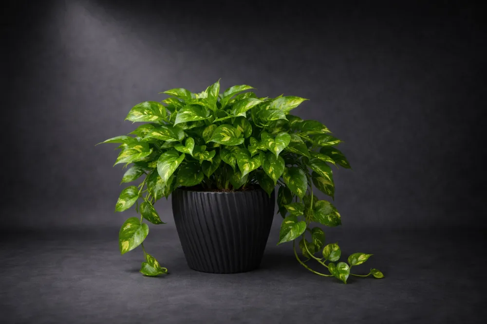 Simple Flower - Plant Pot - Free 3D Print Model - MakerWorld
