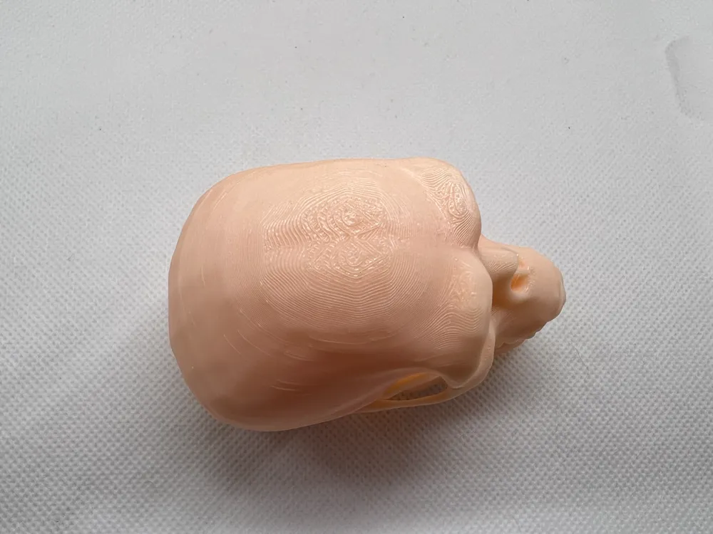 Very detailed Skull of a Chimp, Chimpanzee, Ape - Free 3D Print Model ...
