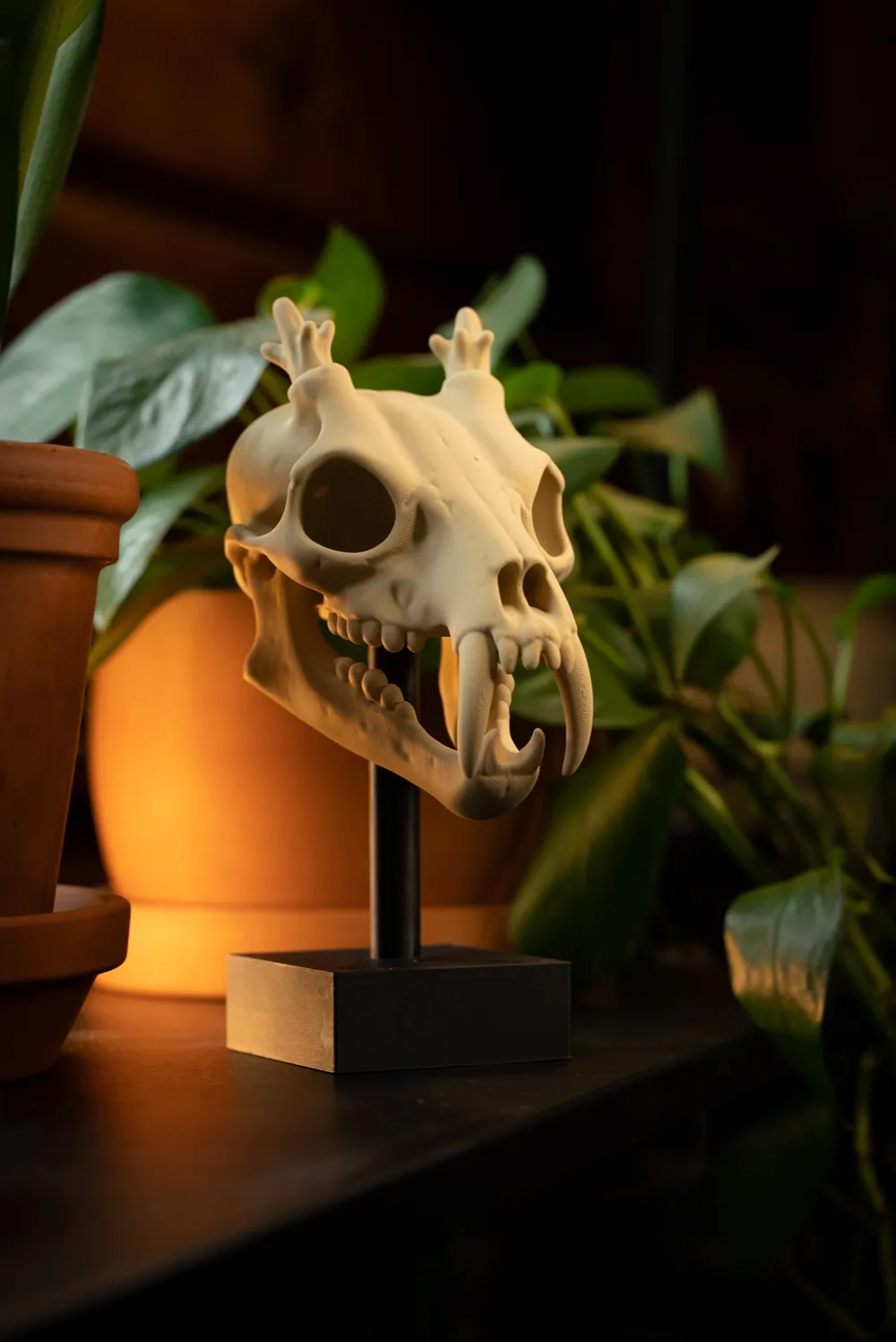 Muntjac (Tiny Deer) Skull Fossil with Stand - Free 3D Print Model ...