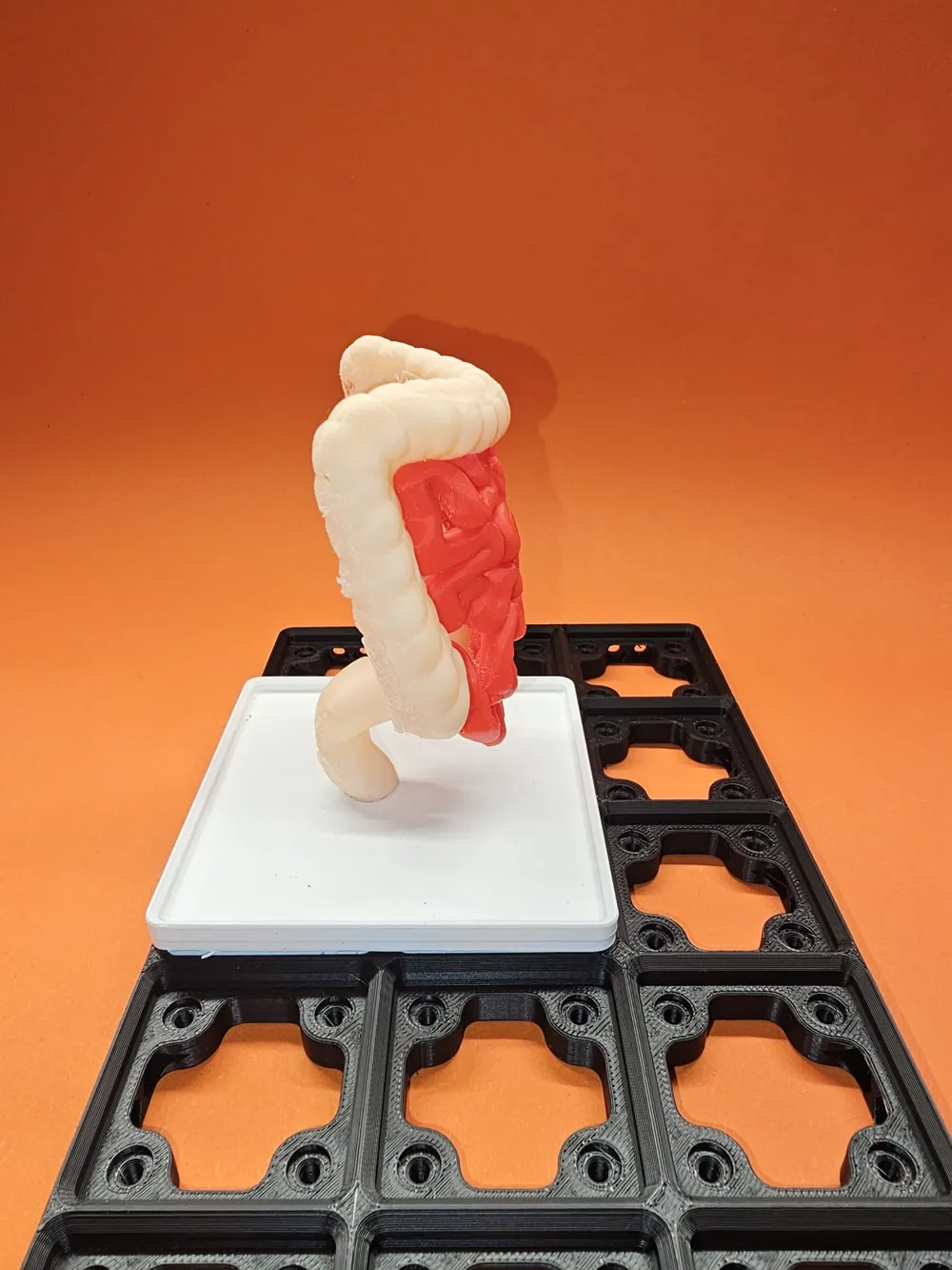 Anatomical Model: Gridfinity Digestive Tract (AMS) - Free 3D Print ...