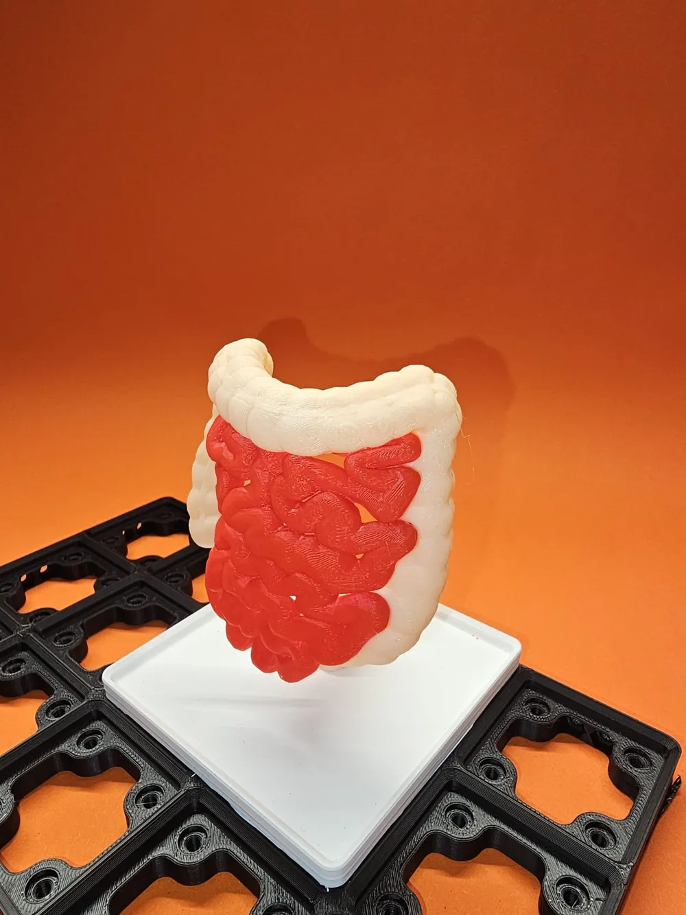 Anatomical Model: Gridfinity Digestive Tract (AMS) - Free 3D Print ...