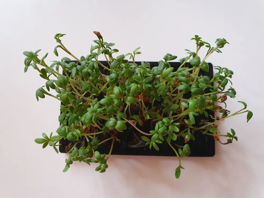 Mini Cress Farm by Wulfi - MakerWorld