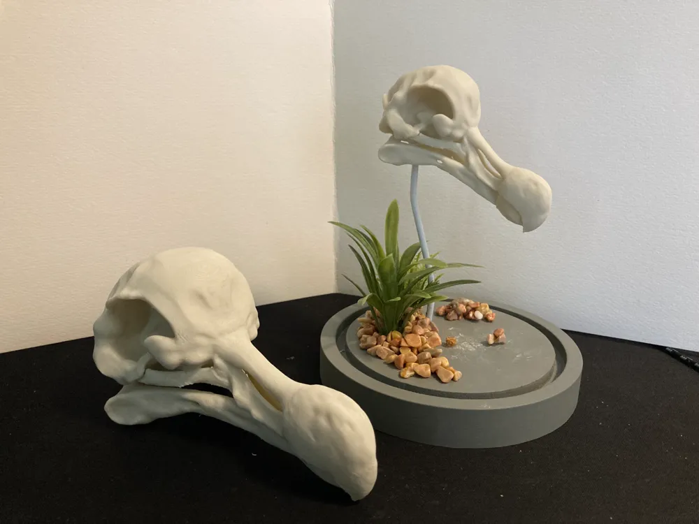 Dodo skull. Anatomically correct(almost) by knutsel_corner MakerWorld: Download Free 3D Models