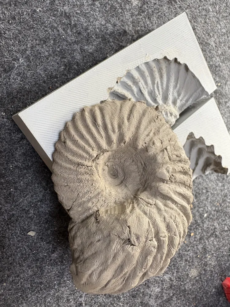 Ammonite - Free 3D Print Model - MakerWorld