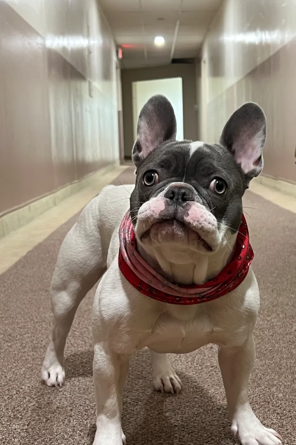 Frenchie with Scarf / Bullet by FlmanCreates MakerWorld: Download Free ...