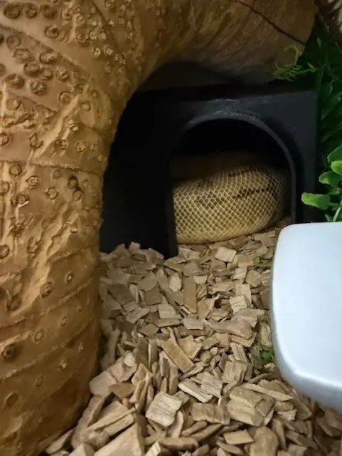 reptile hides for snakes ie pythons by dizzella MakerWorld: Download ...