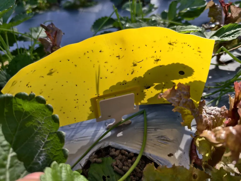 Sticky trap holder / Sticky card holder - Free 3D Print Model - MakerWorld