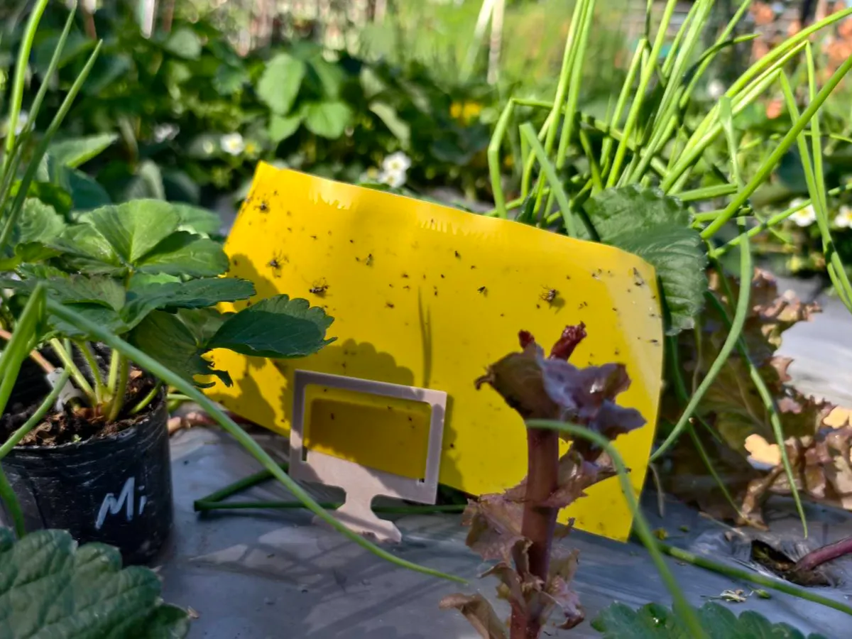 Sticky trap holder / Sticky card holder - Free 3D Print Model - MakerWorld