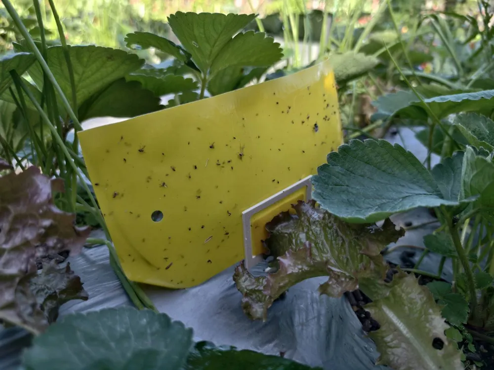 Sticky trap holder / Sticky card holder - Free 3D Print Model - MakerWorld