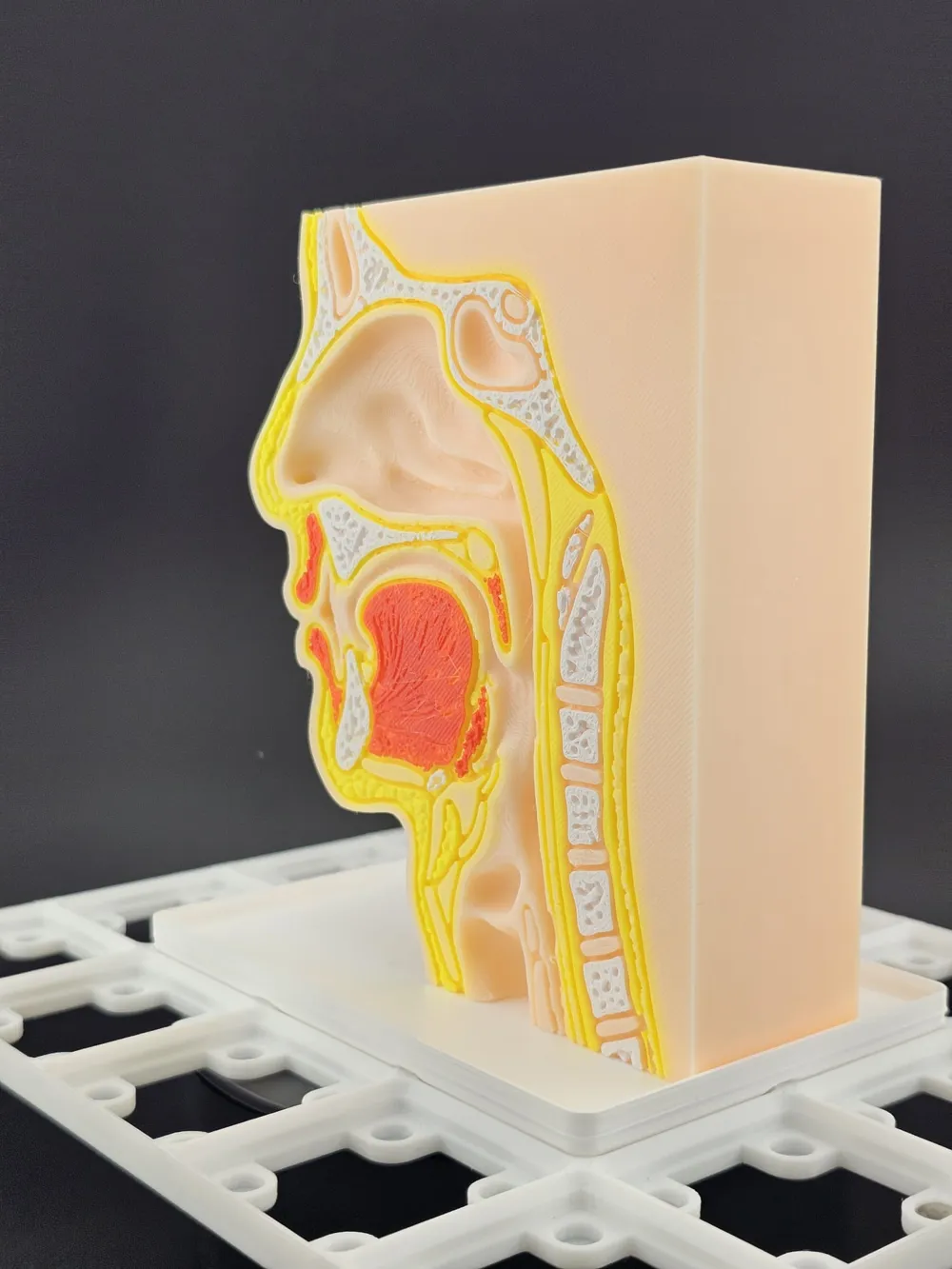 Gridfinity Anatomy: Nasen- und Rachenanatomie-Modell Remixt von Azrael ...