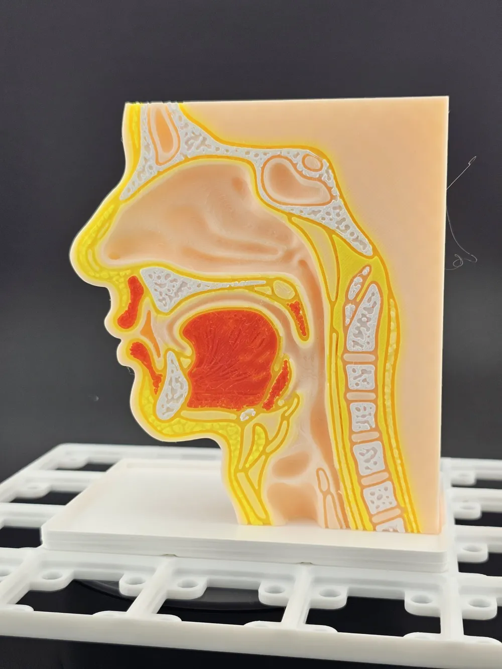 Gridfinity Anatomy: Nasen- und Rachenanatomie-Modell Remixt von Azrael ...