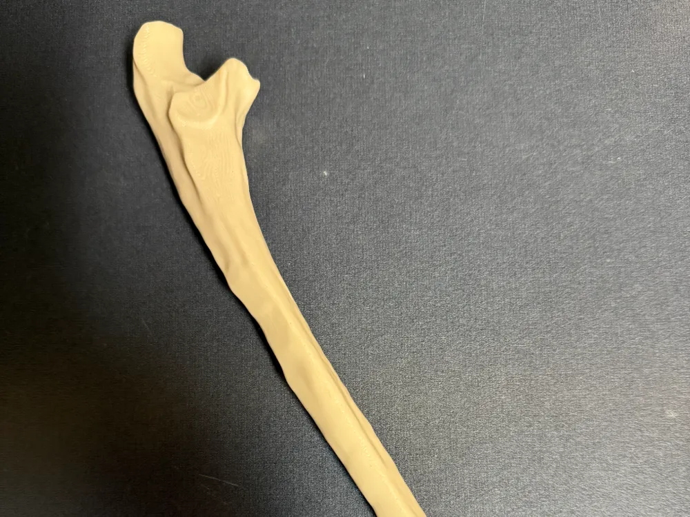 Ulna Remixed by user_1607956647 MakerWorld: Download Free 3D Models