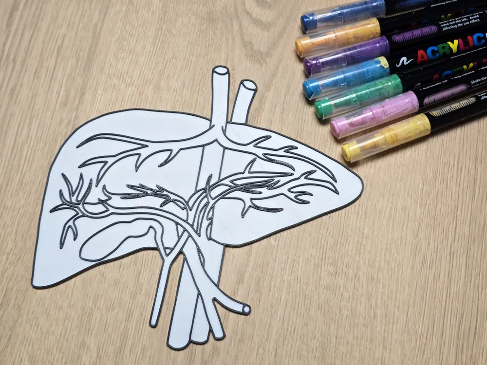 Human Liver Anatomy Coloring Craft - Free 3D Print Model - MakerWorld