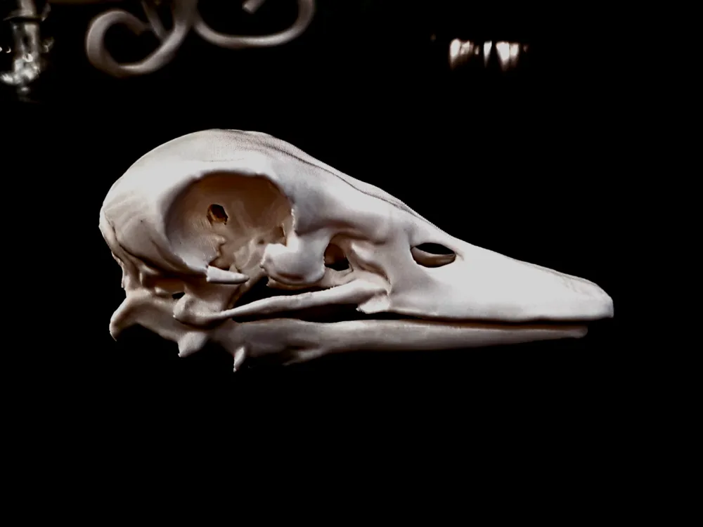 "Duck" Skull by DTM247 MakerWorld: Download Free 3D Models