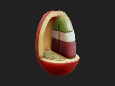 Anatomy of the Coffee Fruit - Free 3D Print Model - MakerWorld