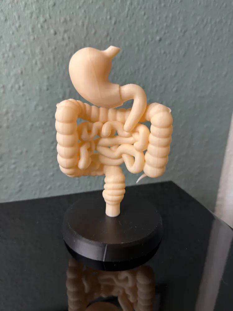 Anatomischer Magen - Darm - Trakt – Kostenloses 3D-Druckmodell – MakerWorld
