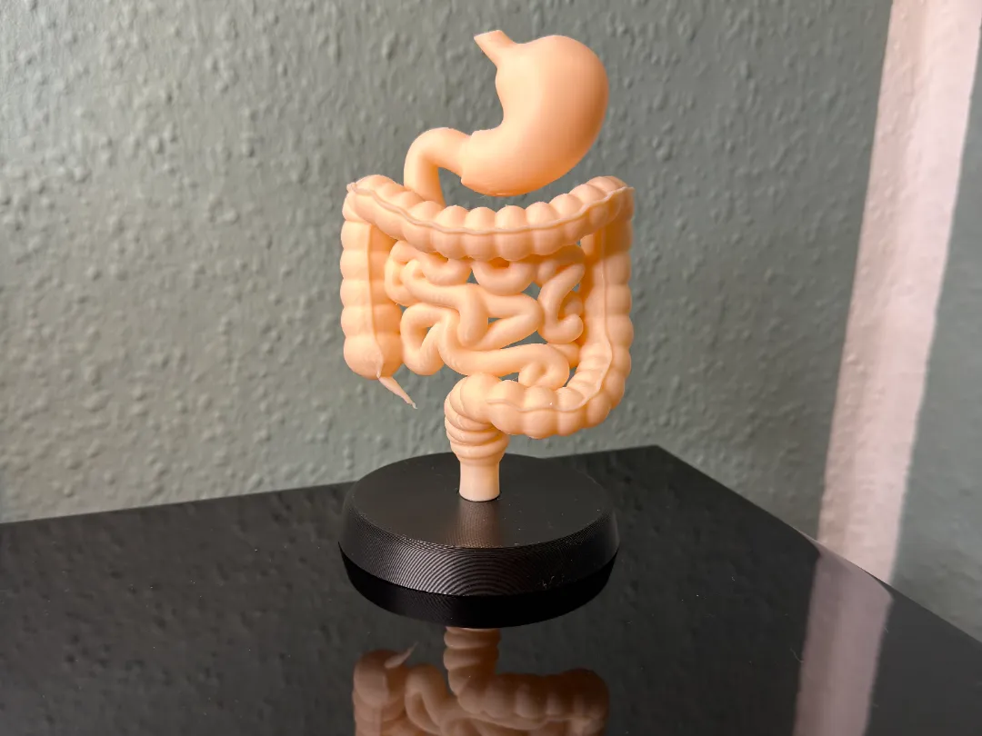Anatomischer Magen - Darm - Trakt – Kostenloses 3D-Druckmodell – MakerWorld