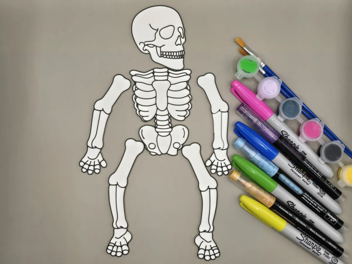 Skeleton Coloring Craft Anatomy Body - Free 3D Print Model - MakerWorld
