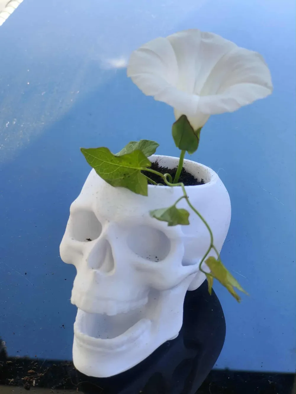 Skull Planter Pot Halloween Decoration for Plants - Free 3D Print Model ...