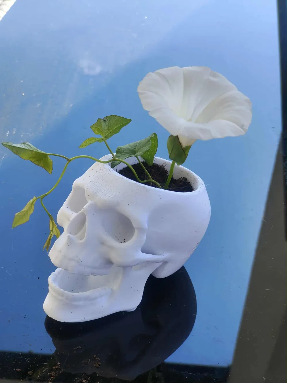Skull Planter Pot Halloween Decoration for Plants - Free 3D Print Model ...