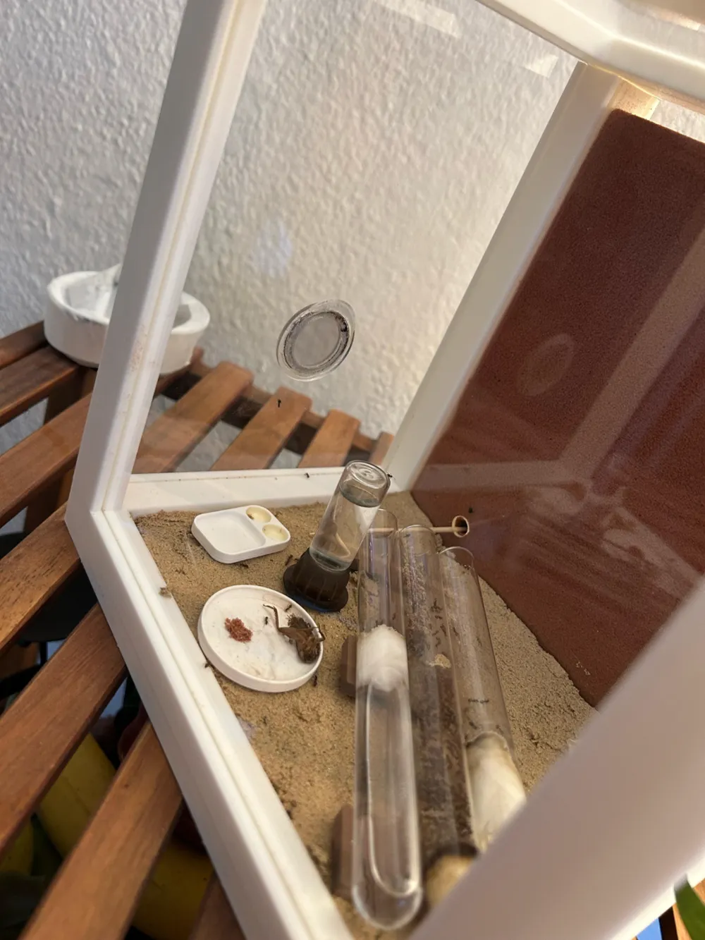 Homemade Ant Nest by Mortoks - MakerWorld