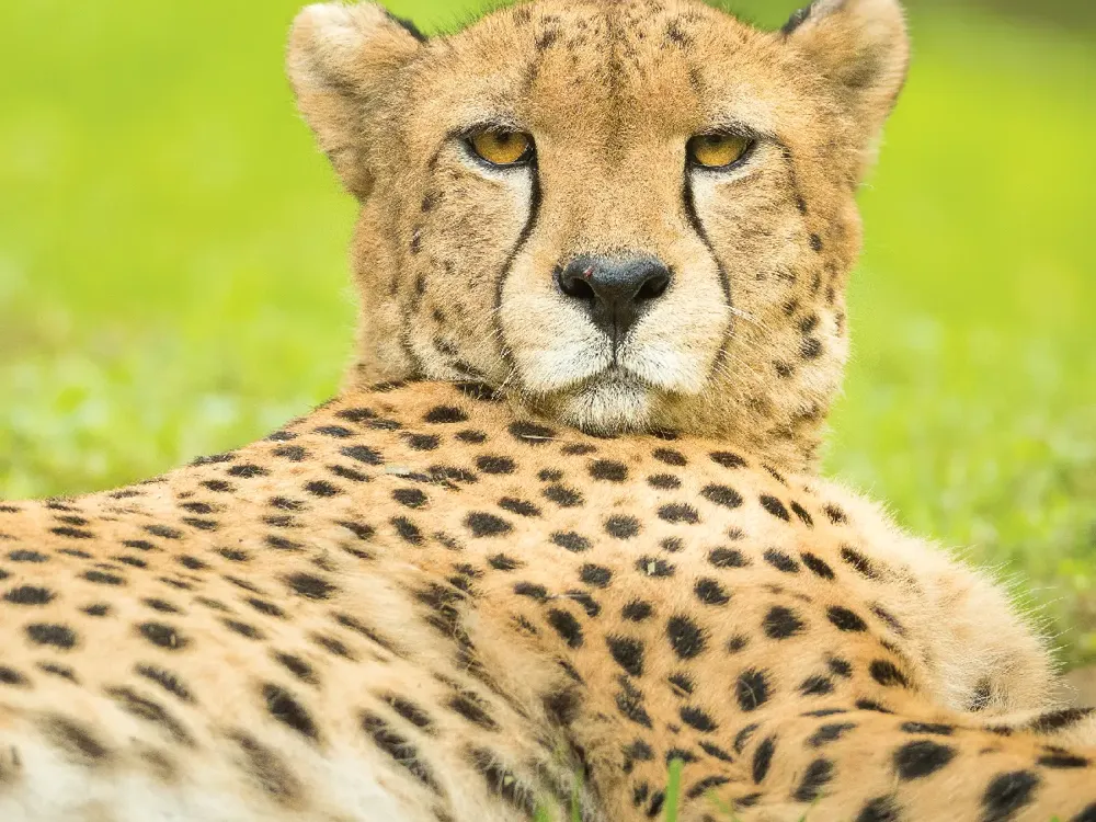 cheetah sign by Cheetahkid7 - MakerWorld