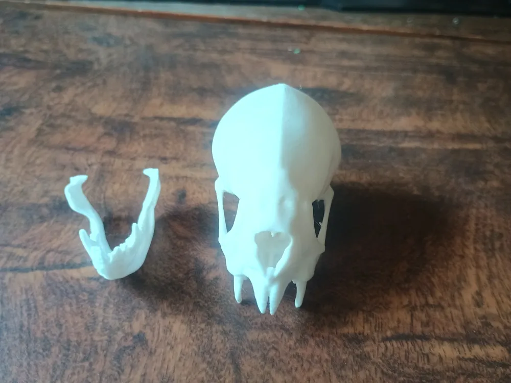 Vampire Bat Skull and Jaw by DOG's LairMakerWorld: Download Free 3D Models