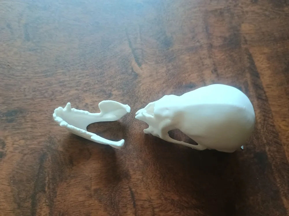 Vampire Bat Skull and Jaw by DOG's LairMakerWorld: Download Free 3D Models