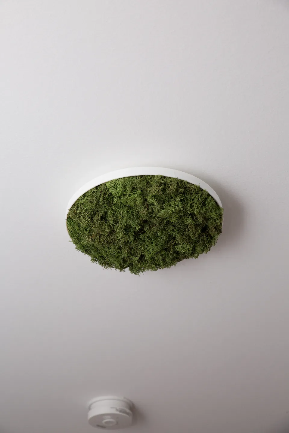 Moss Ceiling Light / LED Lamp by 3DPrintz - MakerWorld