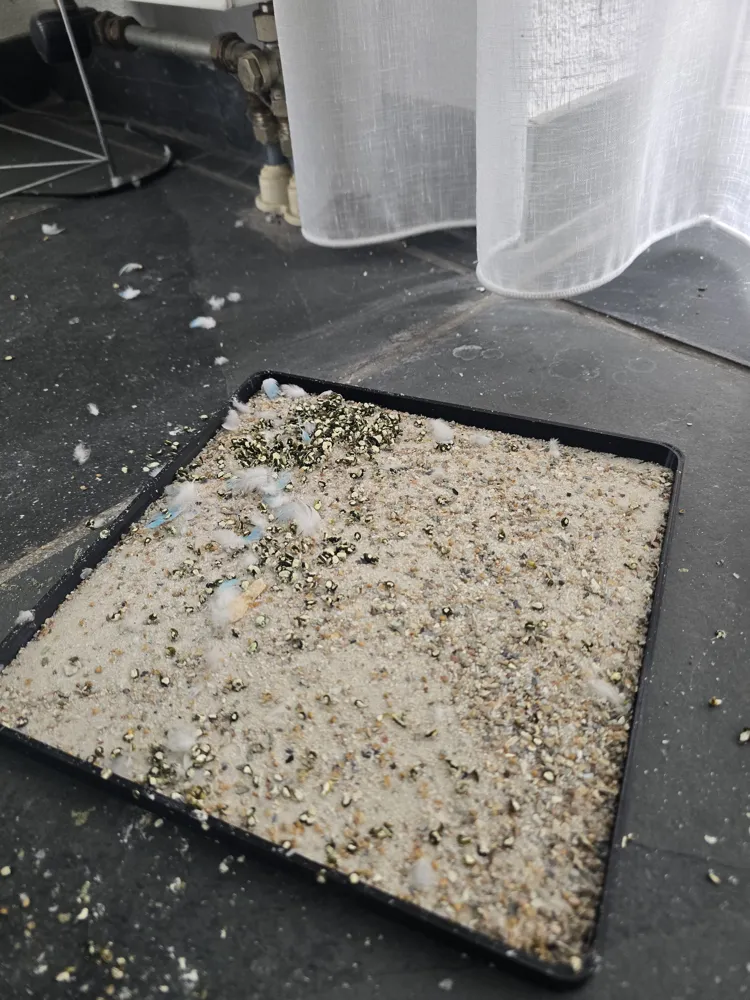 Bird poop tray by DaanW26 MakerWorld: Download Free 3D Models