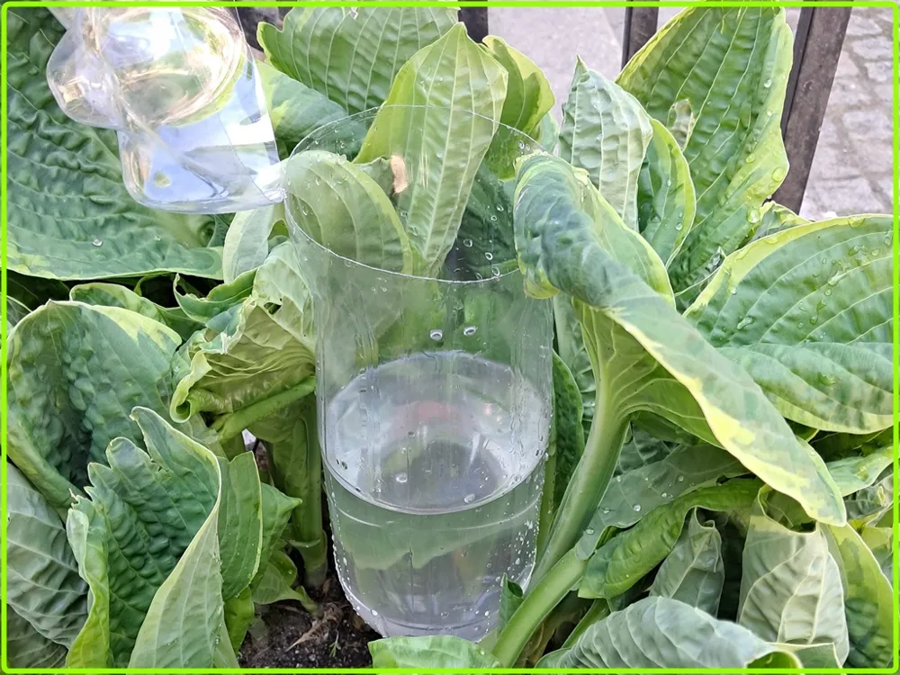 Watering spike for large plants. - Free 3D Print Model - MakerWorld