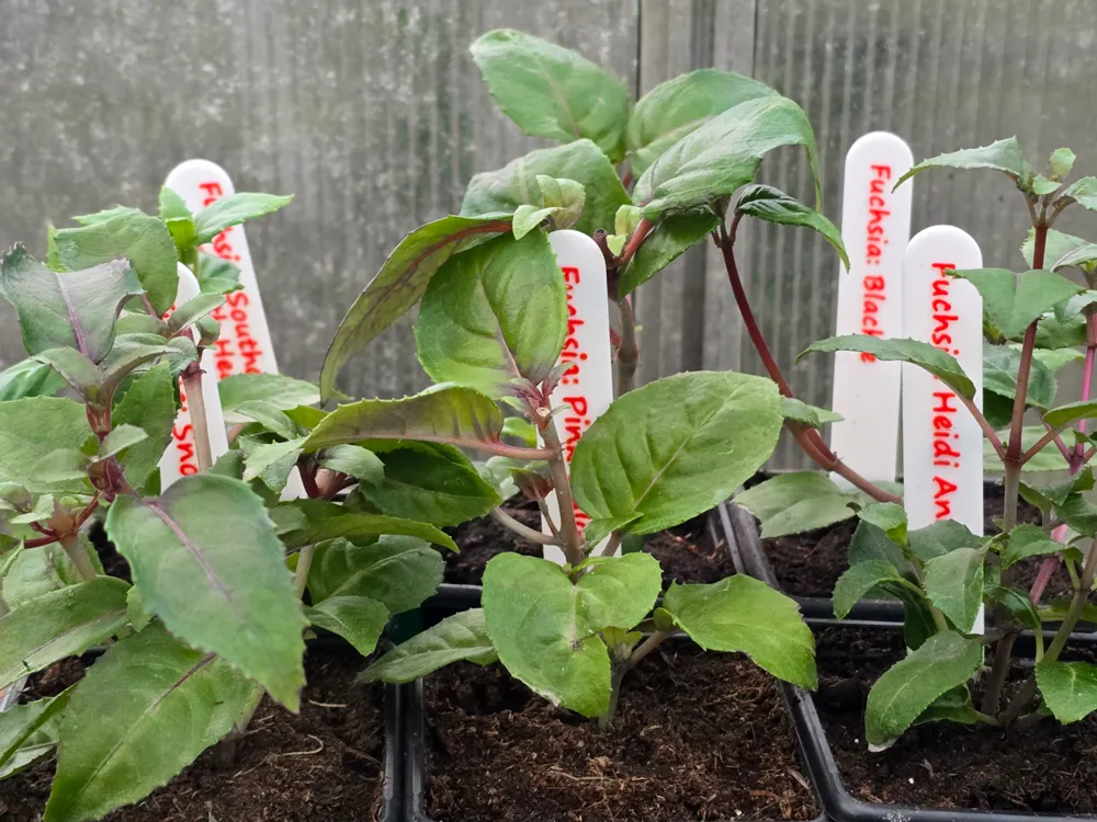 Plant labels - Free 3D Print Model - MakerWorld