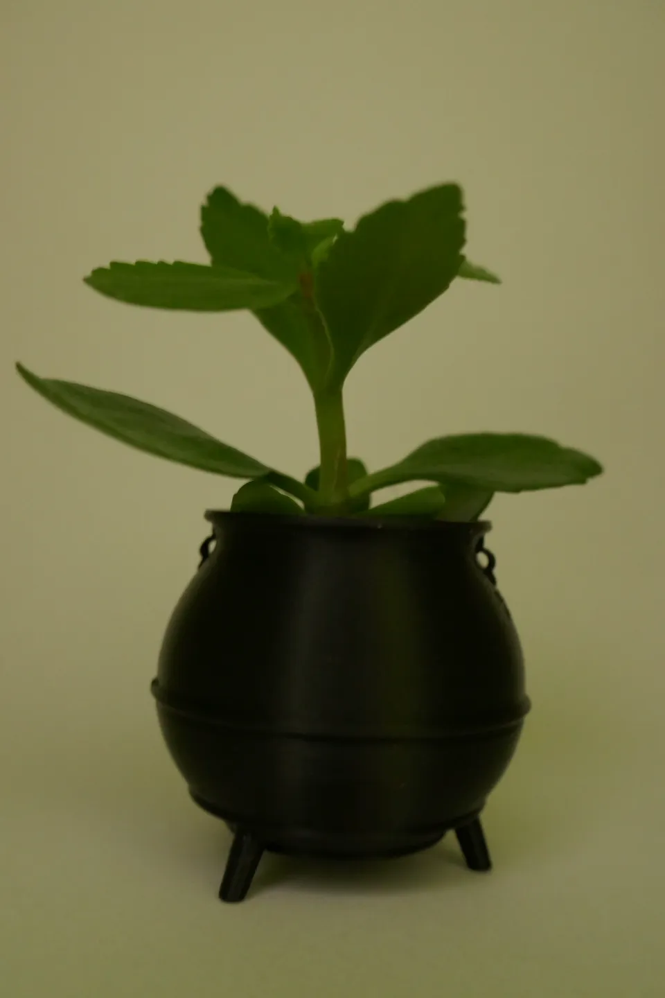 magic cauldron PLANTER by zampa.tex - MakerWorld