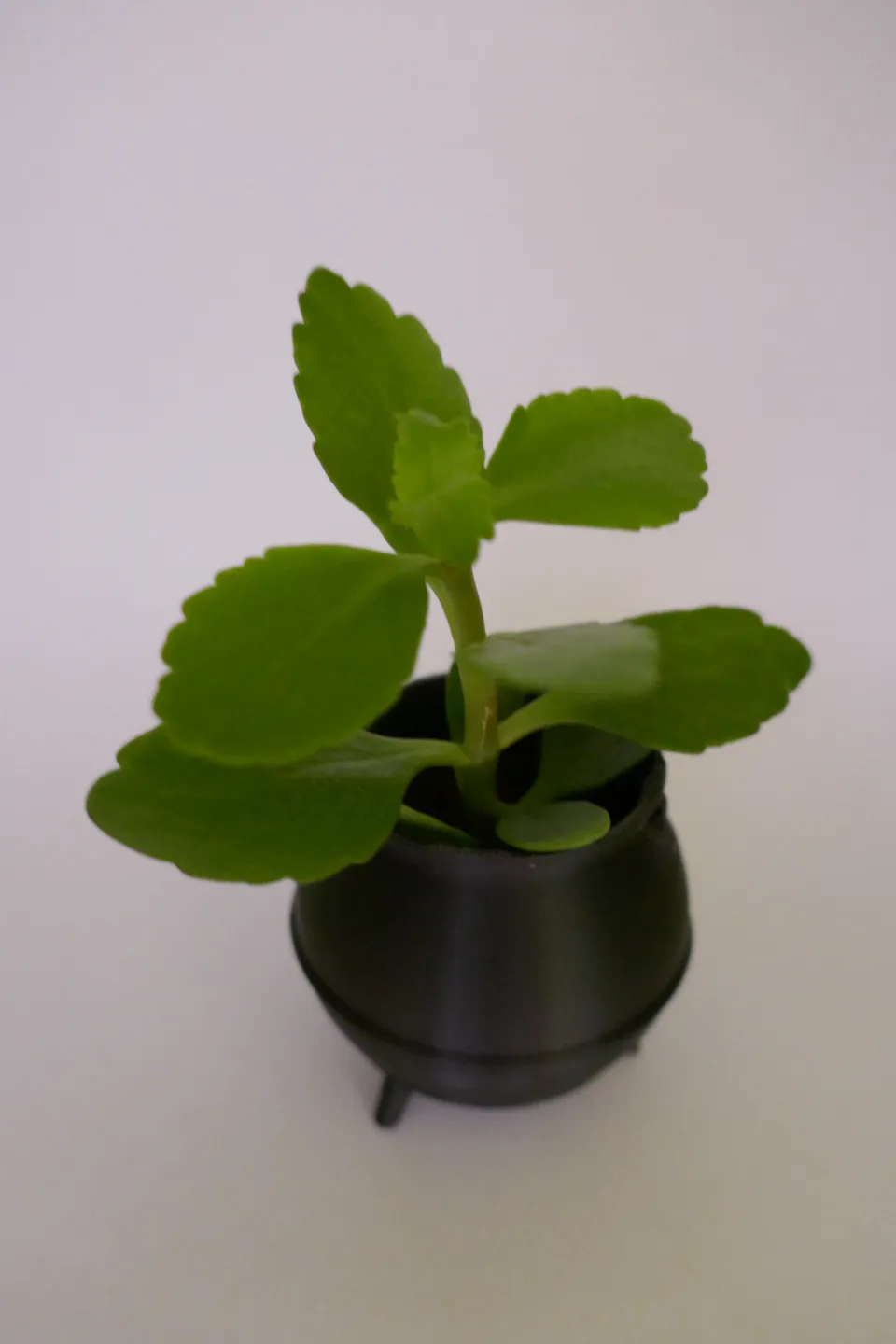 magic cauldron PLANTER by zampa.tex - MakerWorld