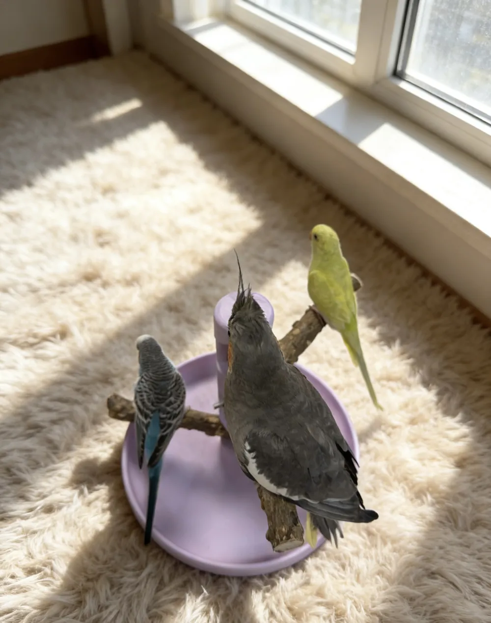 Parrot Desktop Stand/Perch (Three Birds in One Frame) - Free 3D Print ...