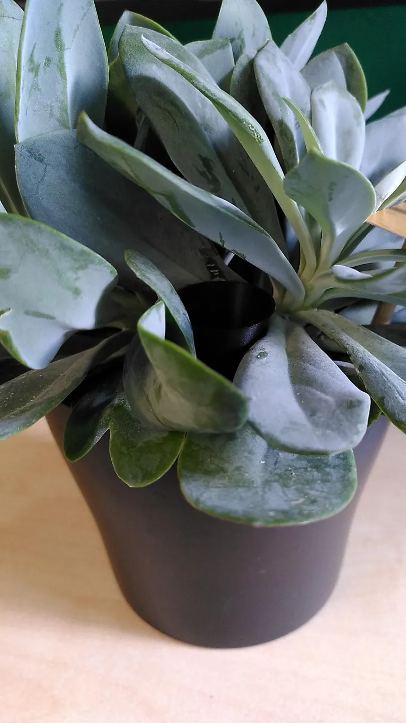 Plant Funnel by Luckyboy - MakerWorld