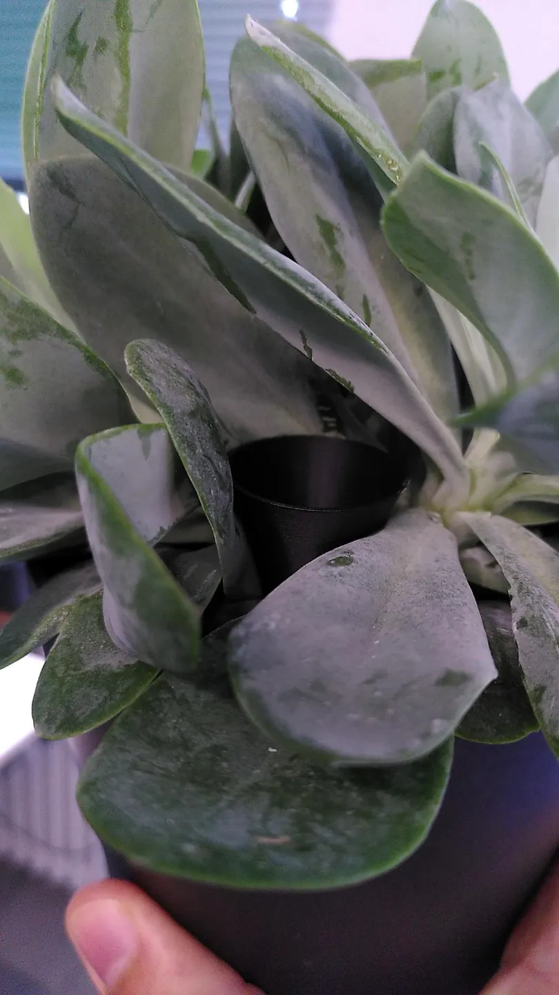 Plant Funnel by Luckyboy - MakerWorld