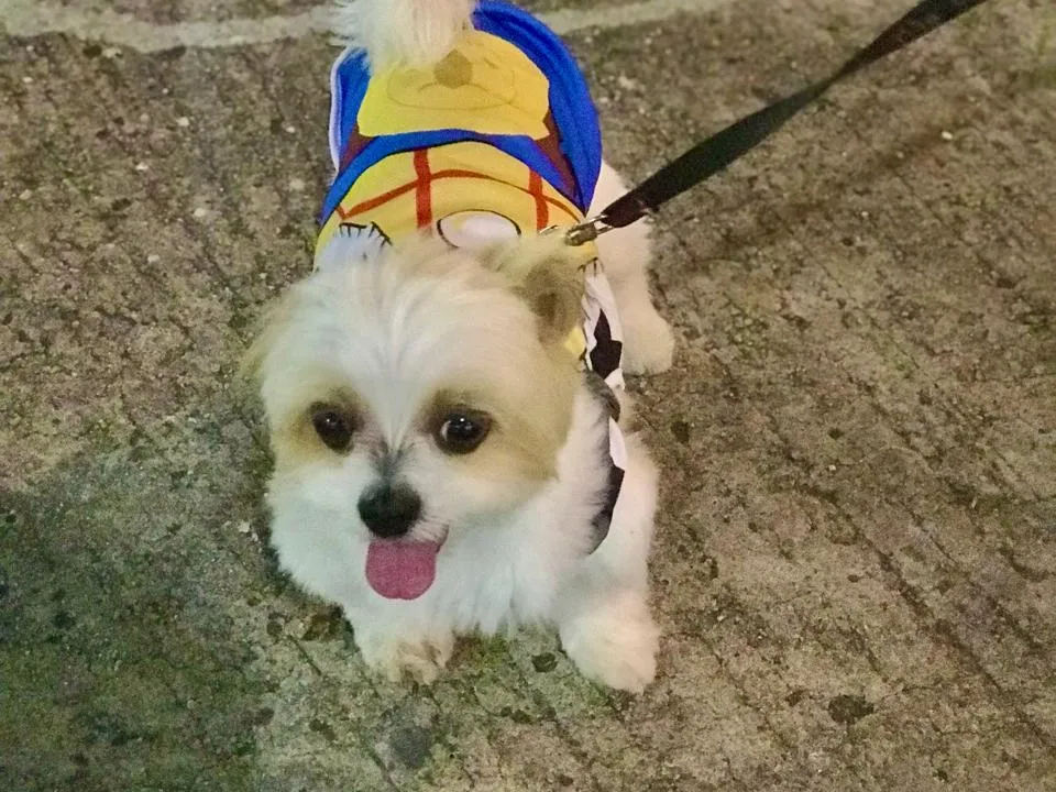 Shih Tzu - Customized - Free 3D Print Model - MakerWorld