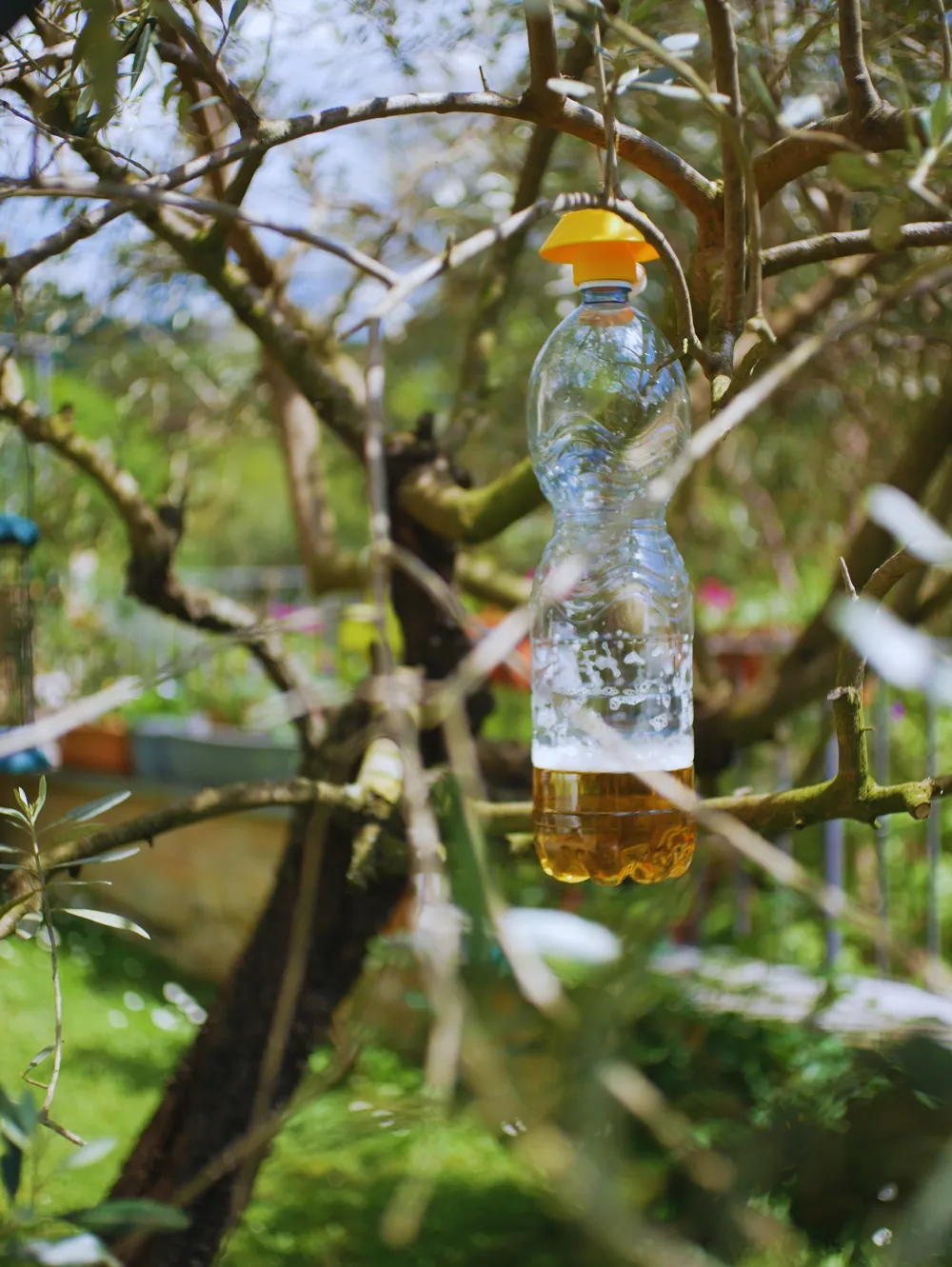 Selective Wasp Cap Trap - Free 3D Print Model - MakerWorld