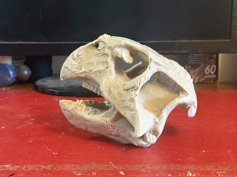 Psittacosaurus Skull – Parrot-Beaked Dinosaur - Free 3D Print Model ...