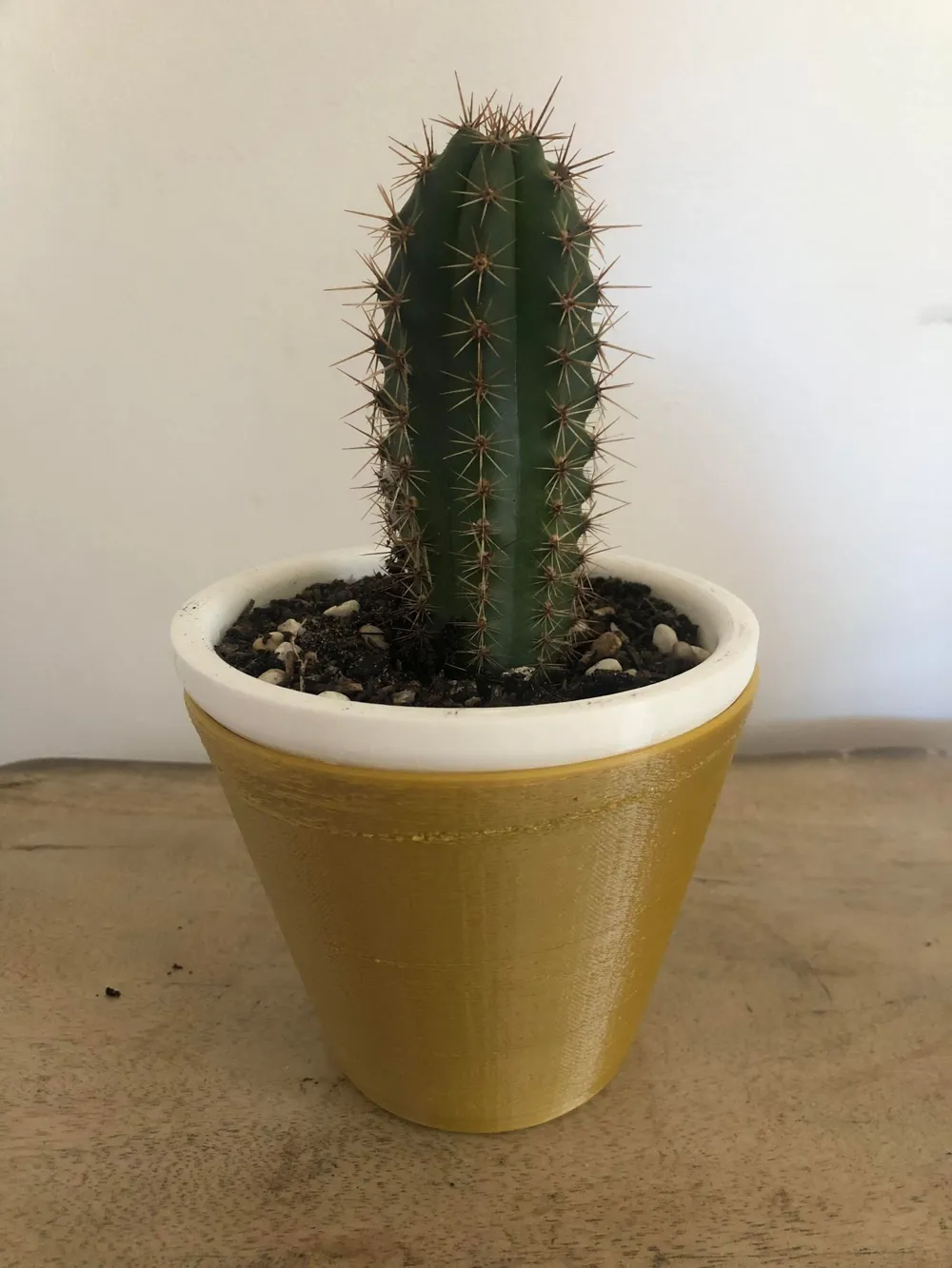 Simple Self-Watering Pot (and cactus modification) by amorris - MakerWorld