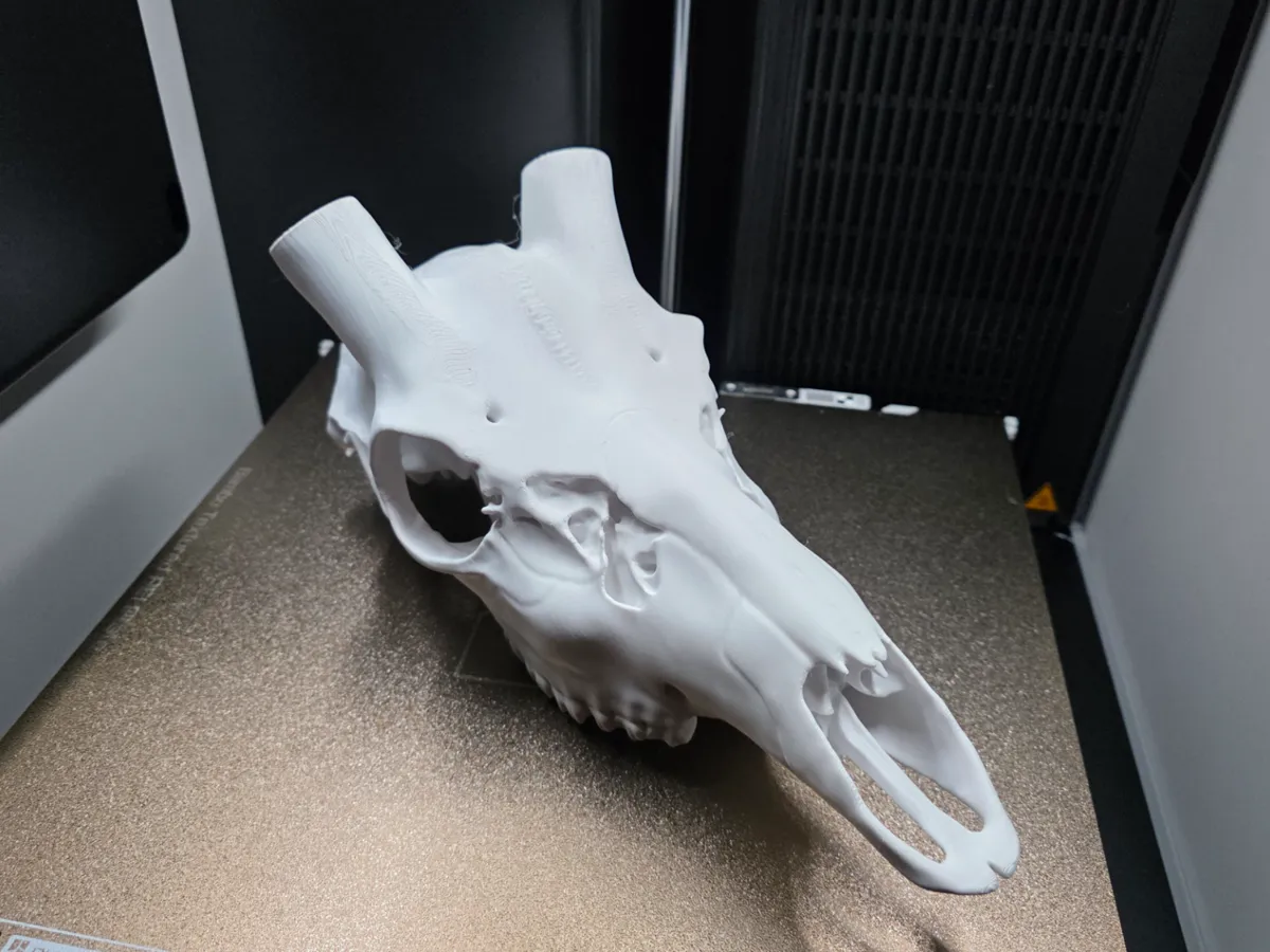 Axis Deer Skull Antler Mount - Bullet Anchors by DTM247 MakerWorld ...