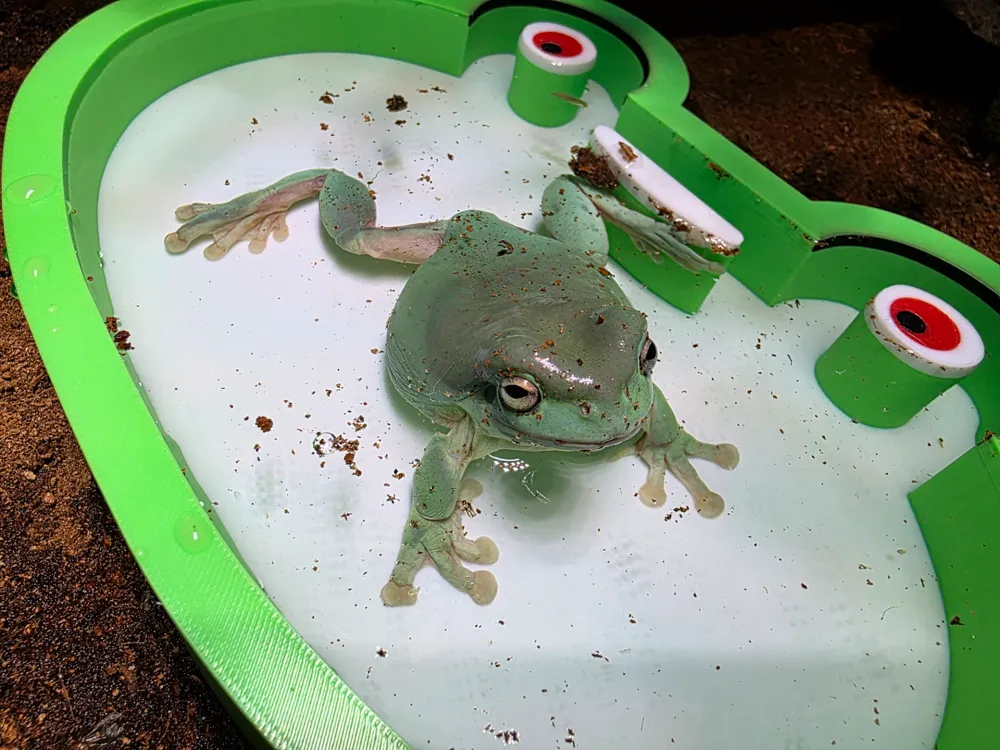 Frog Water Dish for Reptiles and Amphibians LARGER by Blob's Designs Co ...