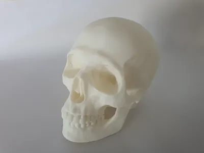 Natural Skull size by Rober7Crow MakerWorld: Download Free 3D Models
